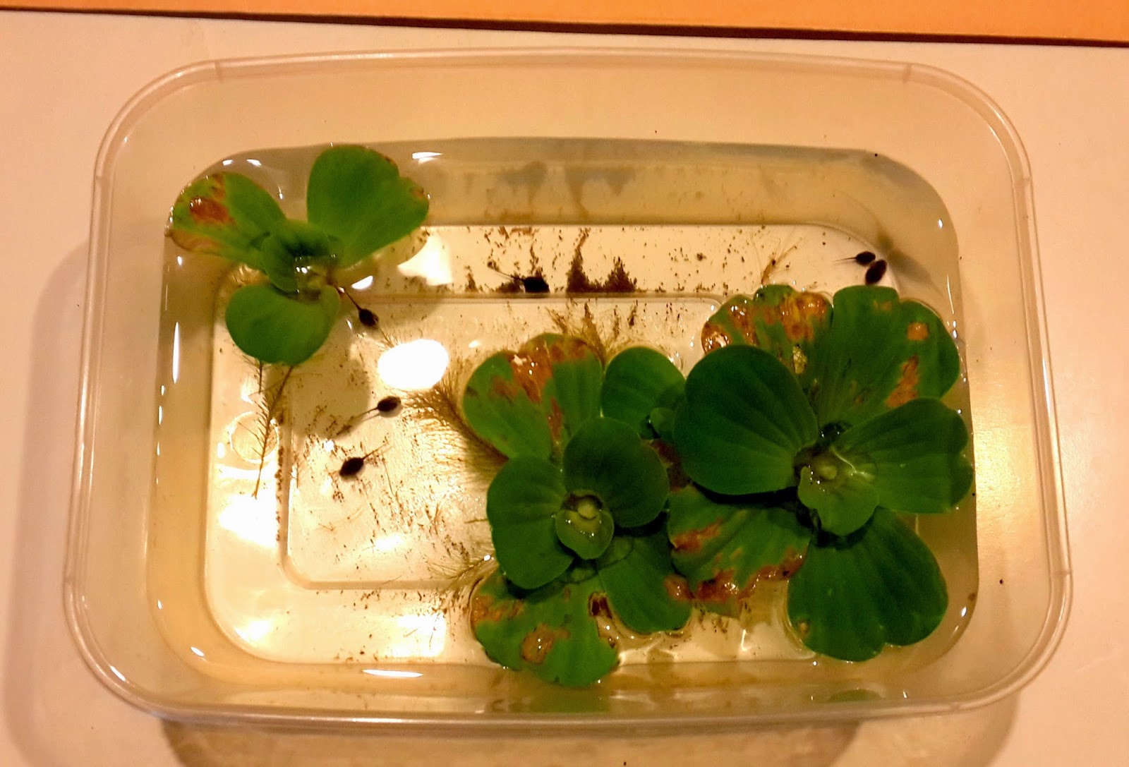 Biomimicry of Frogs - A Study of Nature's Best Ideas: Introduction