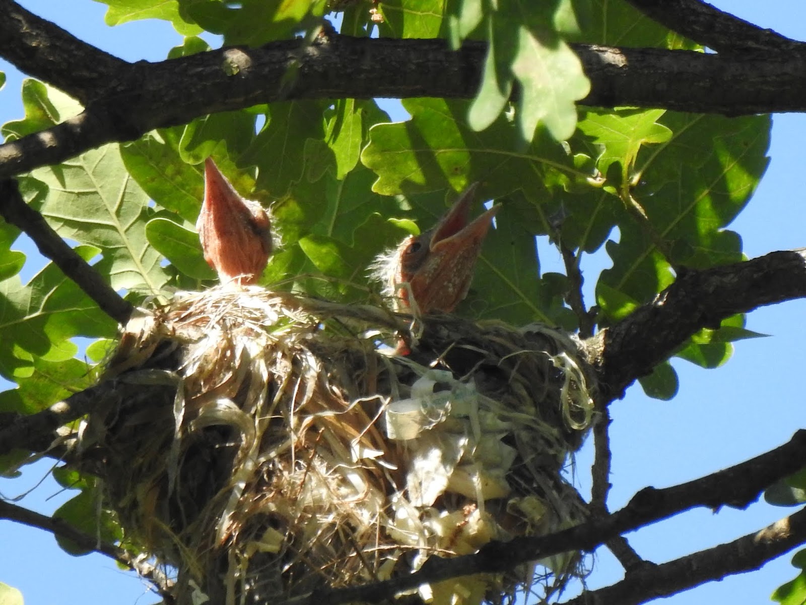PASARI DIN ROMANIA: GRANGUR, Oriolus oriolus