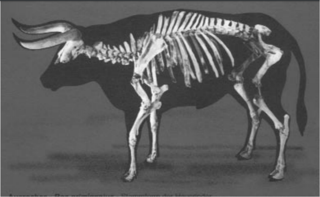 Complete Skeletons of the Aurochs (Bos primigenius)