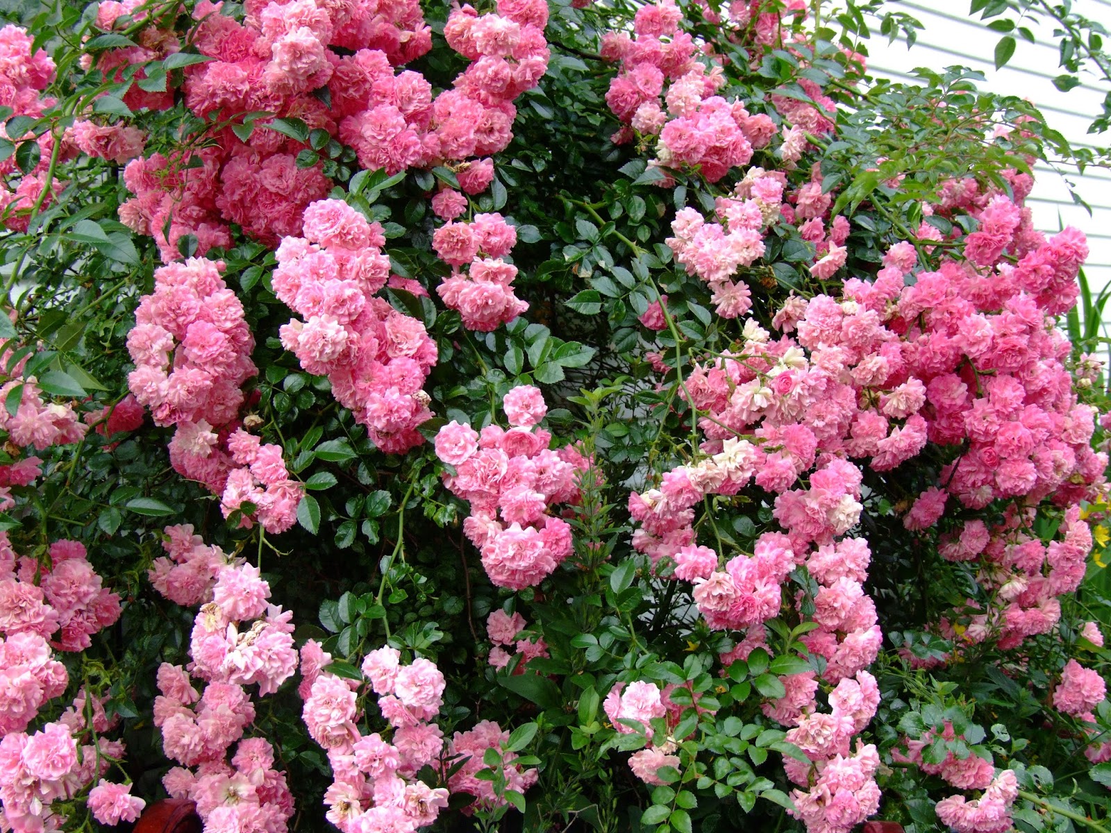 Rose Bushes Named Dorothy at Nicholas Olson blog