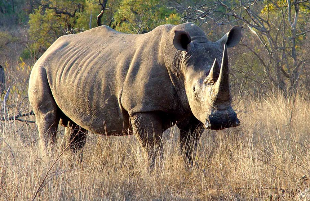 ANIMAL WORLD TokTil: Animal World - All about Rhinoceros around the world