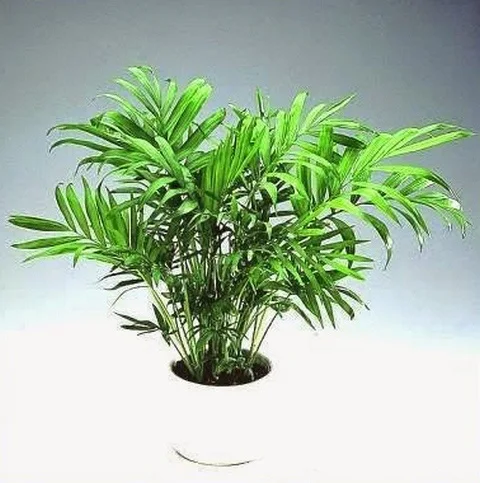 8 Macam dan Jenis-Jenis Palem Rumpun Yang Eksklusif