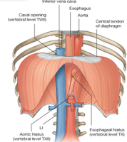 Naoko Otani, LMT: Diaphragm and Digestive Dysfunction (Heartburn/GERD ...