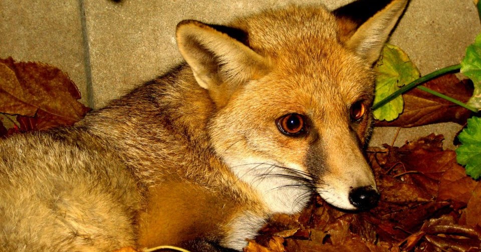 Mammals of Cyprus - Τα θηλαστικά της Κύπρου by George Konstantinou: Red ...