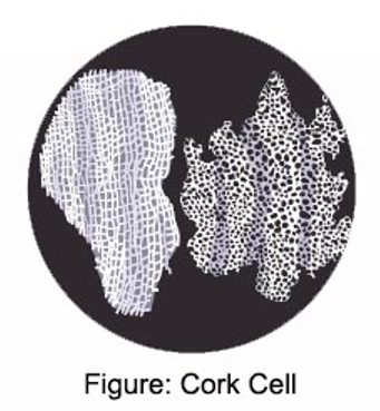 Discovery of Cells, Cell Theory and Characteristics of Cell