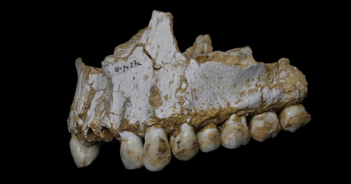 Neanderthal DNA influences variation in skin tone and hair colour in ...