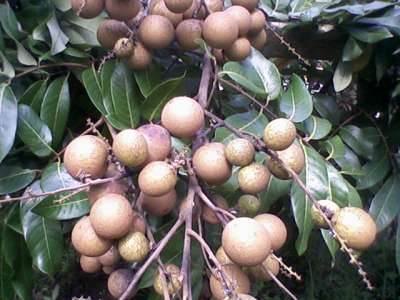 Jenis jenis lengkeng Unggulan - Kebun Buahku