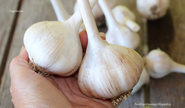 Harvesting and Curing Garlic