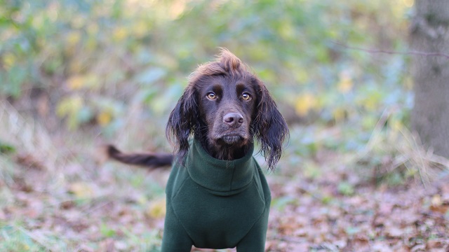 Equafleece Dog Jumpers | Steph & The Spaniels: Dog Friendly Lifestyle Blog