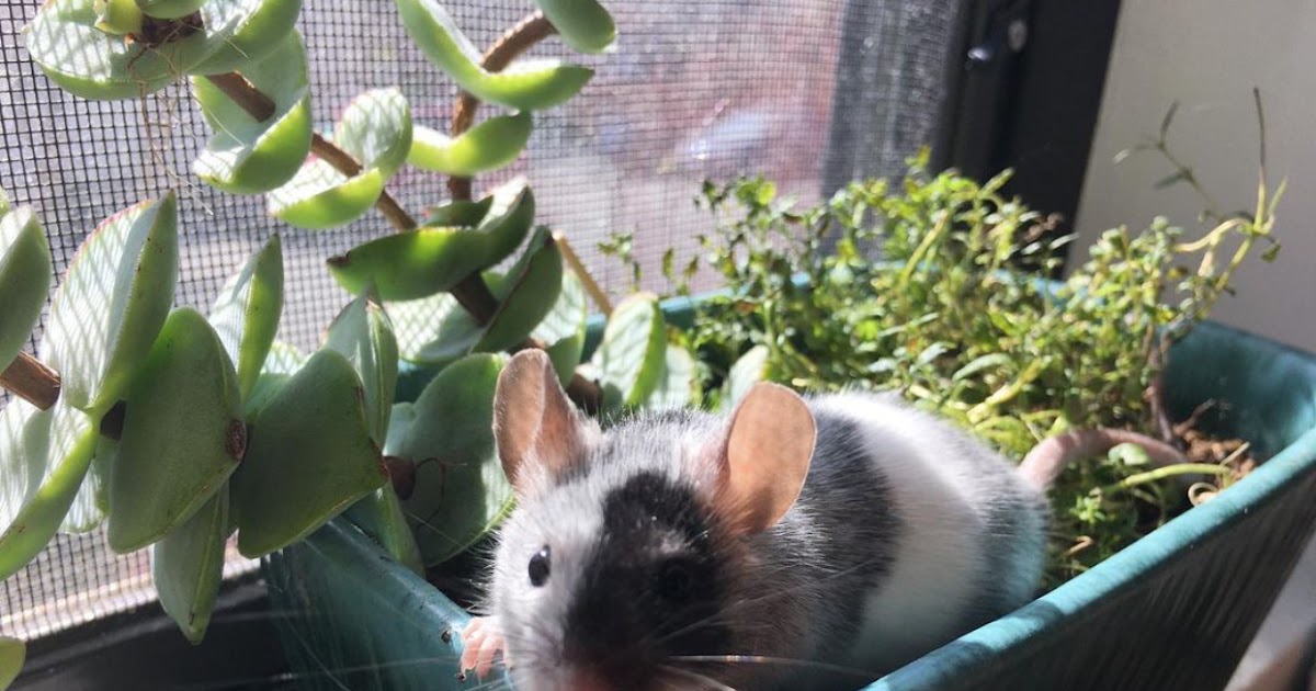 Rattie Ratz Rescue: A Big Personality in a Small Package