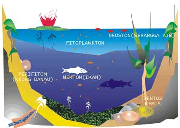 EKOSISTEM PERAIRAN ~ MATERI DAN SOAL IPA UNTUK SMA