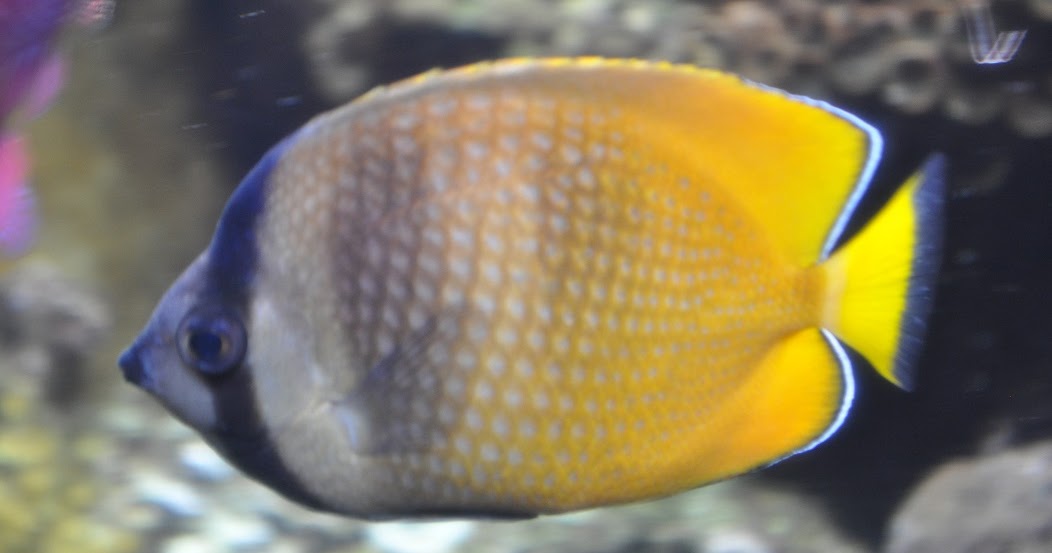 ZOOTOGRAFIANDO (6.100 ANIMALS): PEZ MARIPOSA DE KLEIN / SUNBURST ...