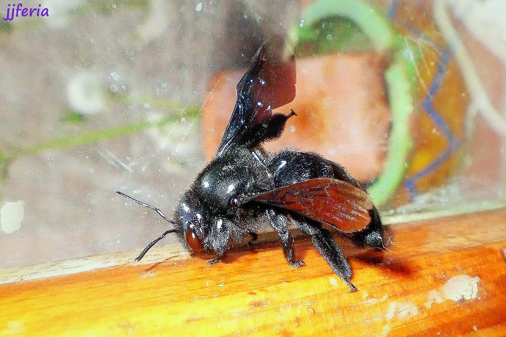 Aquí se dice así: CALENTURÓN