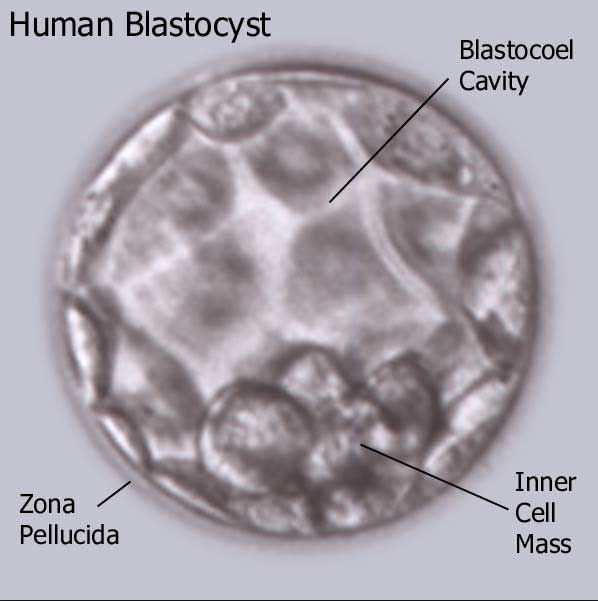 Blastocyst | Definition Of Blastocyst |Genetic Engineering Info