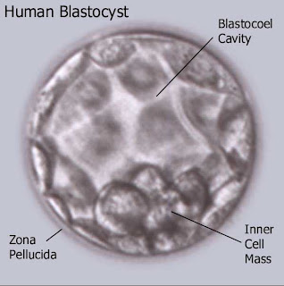 Blastocyst | Definition Of Blastocyst |Genetic Engineering Info
