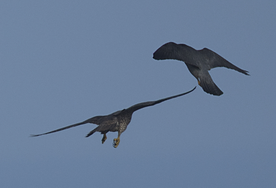 Alan James Photography : Birds of Prey Today