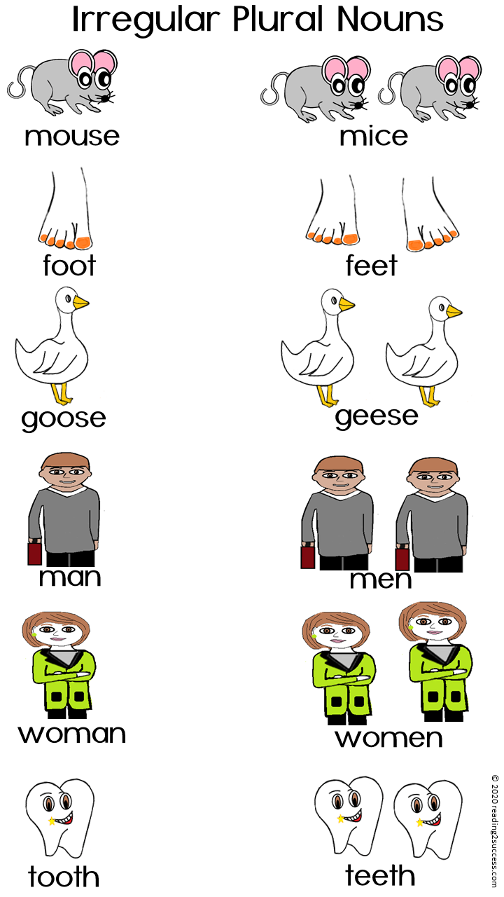 Reading2success Irregular Plural Nouns Mice mouse And Calf calves