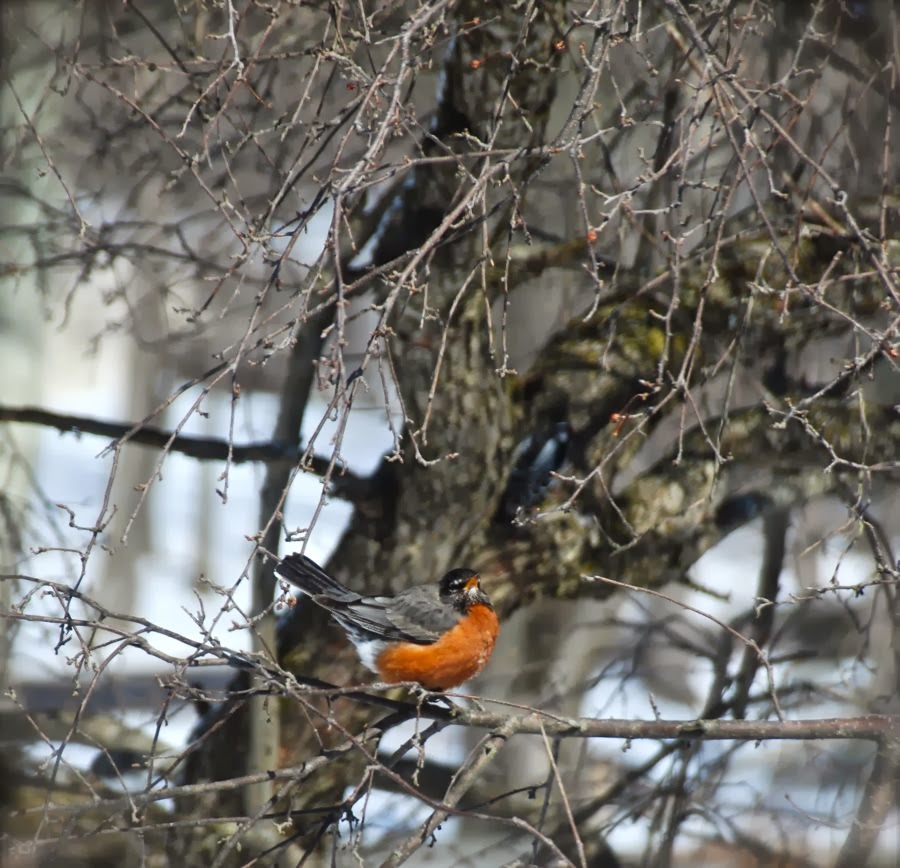 Wife, Mother, Gardener: The First Robins of Spring...