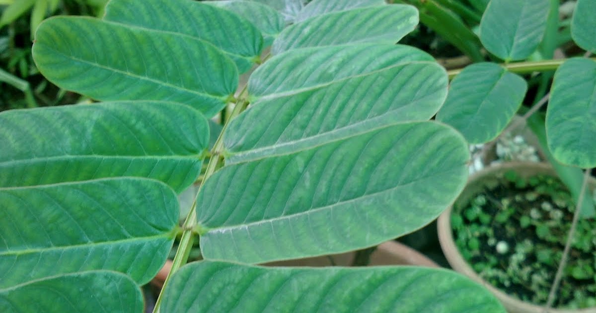 Hidup Matiku: Manfaat Daun Gelenggang Untuk Kulit