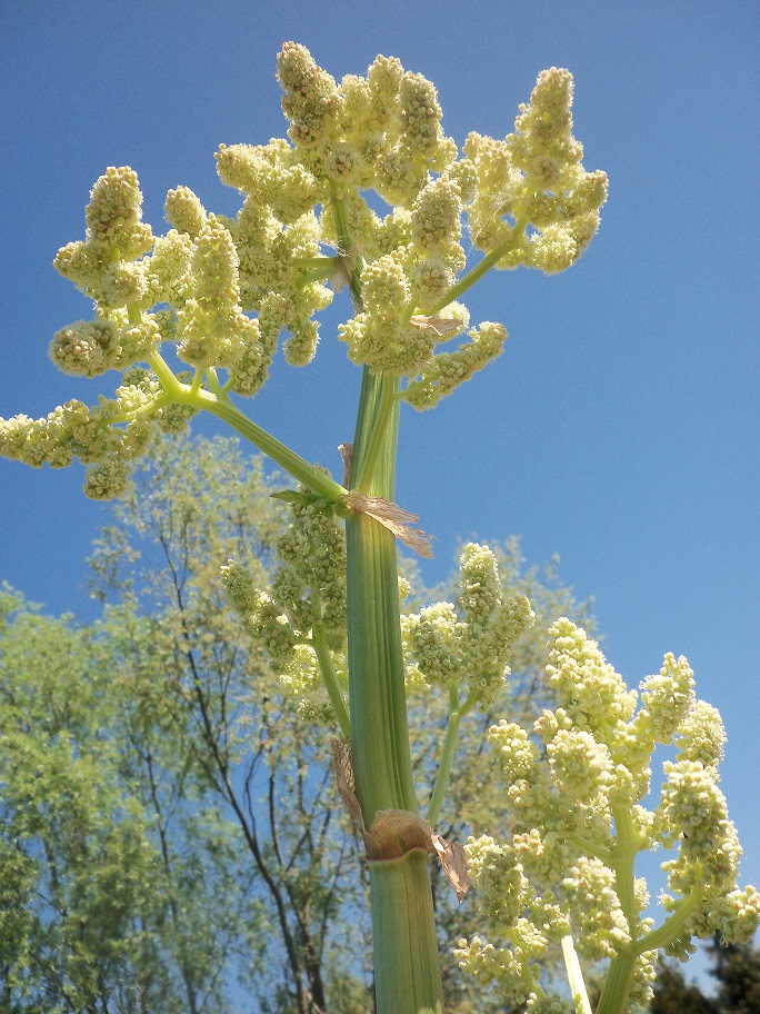 Rabarbar: uprawa z nasion