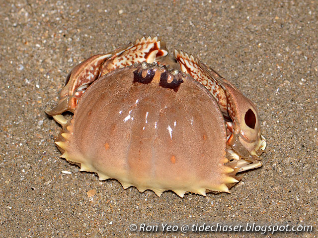 tHE tiDE cHAsER: Box Crabs (Phylum Arthropoda: Family Calappidae) of ...