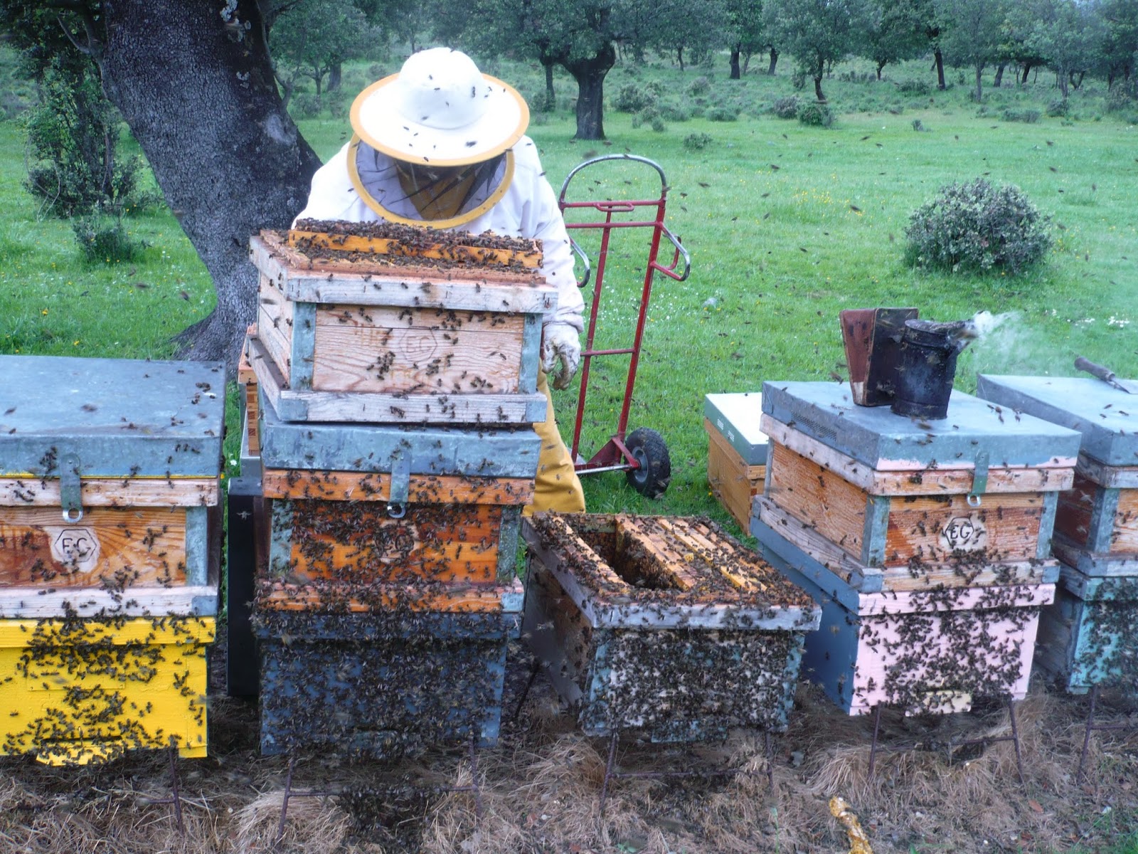 Corona Apicultores: COLMENA LANGSTROTH II