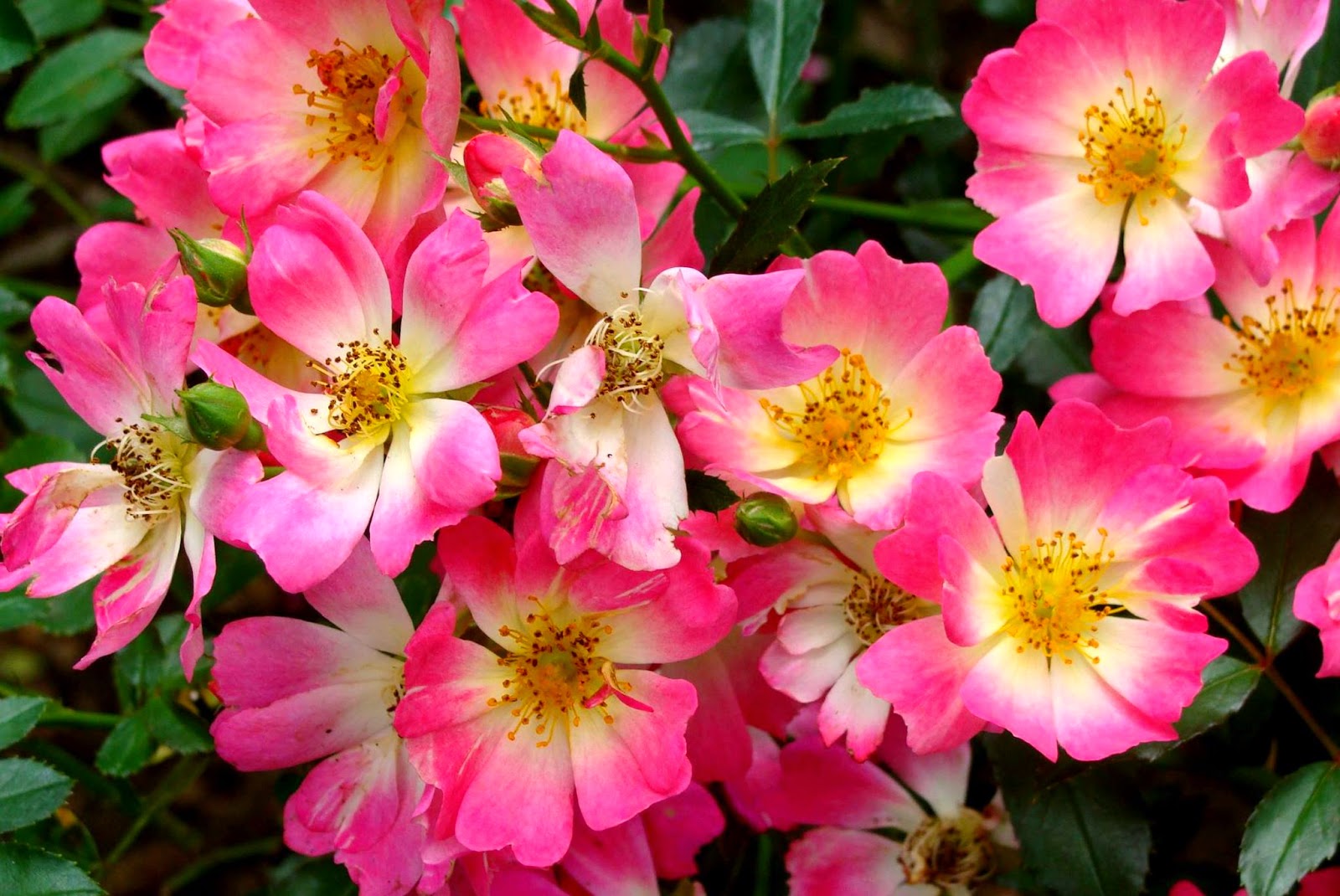 Indahnya Musim Bunga - Relaks Minda