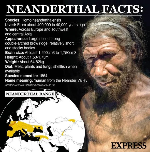 THE POLYNESIAN TIMES: NEANDERTHALS: Fact sheet, genetic contribution to ...