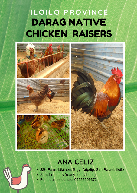 Darag native chicken resources | UEDC UPDATES