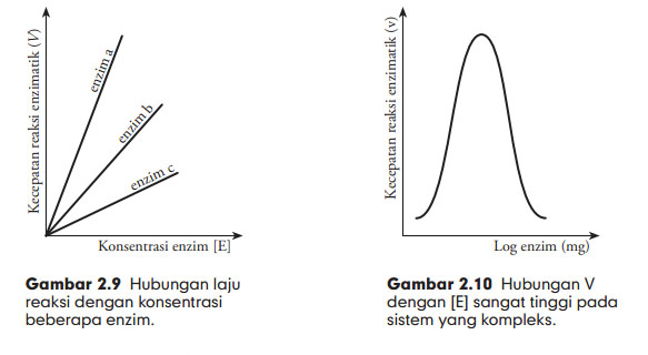 Faktor yang Memengaruhi Kerja Enzim