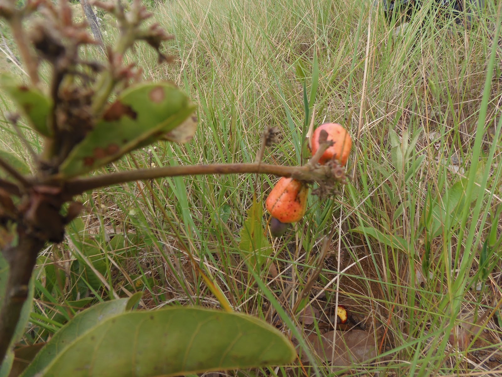 natureza selvagem: Cajuzinho-do-cerrado