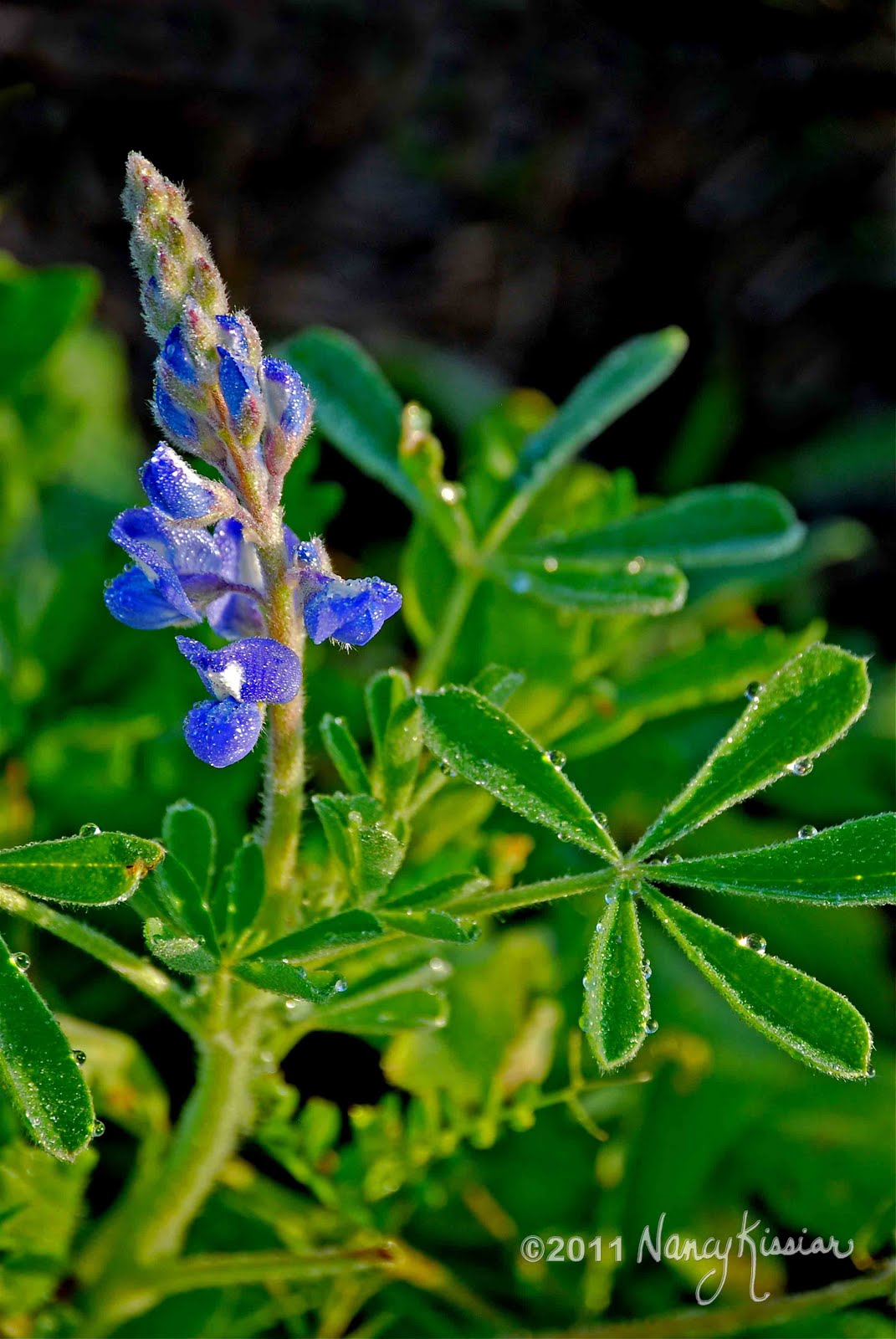 Wild About Texas: Bluebonnet Bouquet of Photos