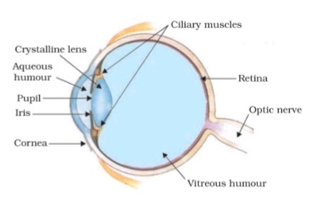 Mechanism Of Human Eye. How Human Eye Works.