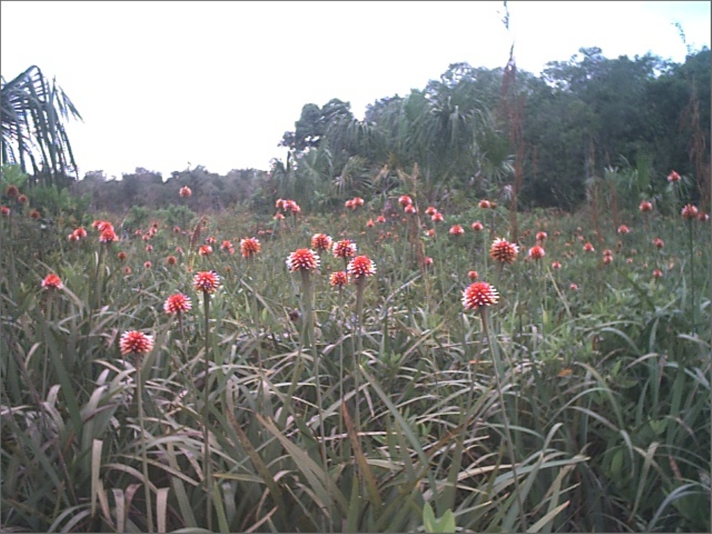 conociondo la naturaleza del guainia: FLOR DE INIRIDA