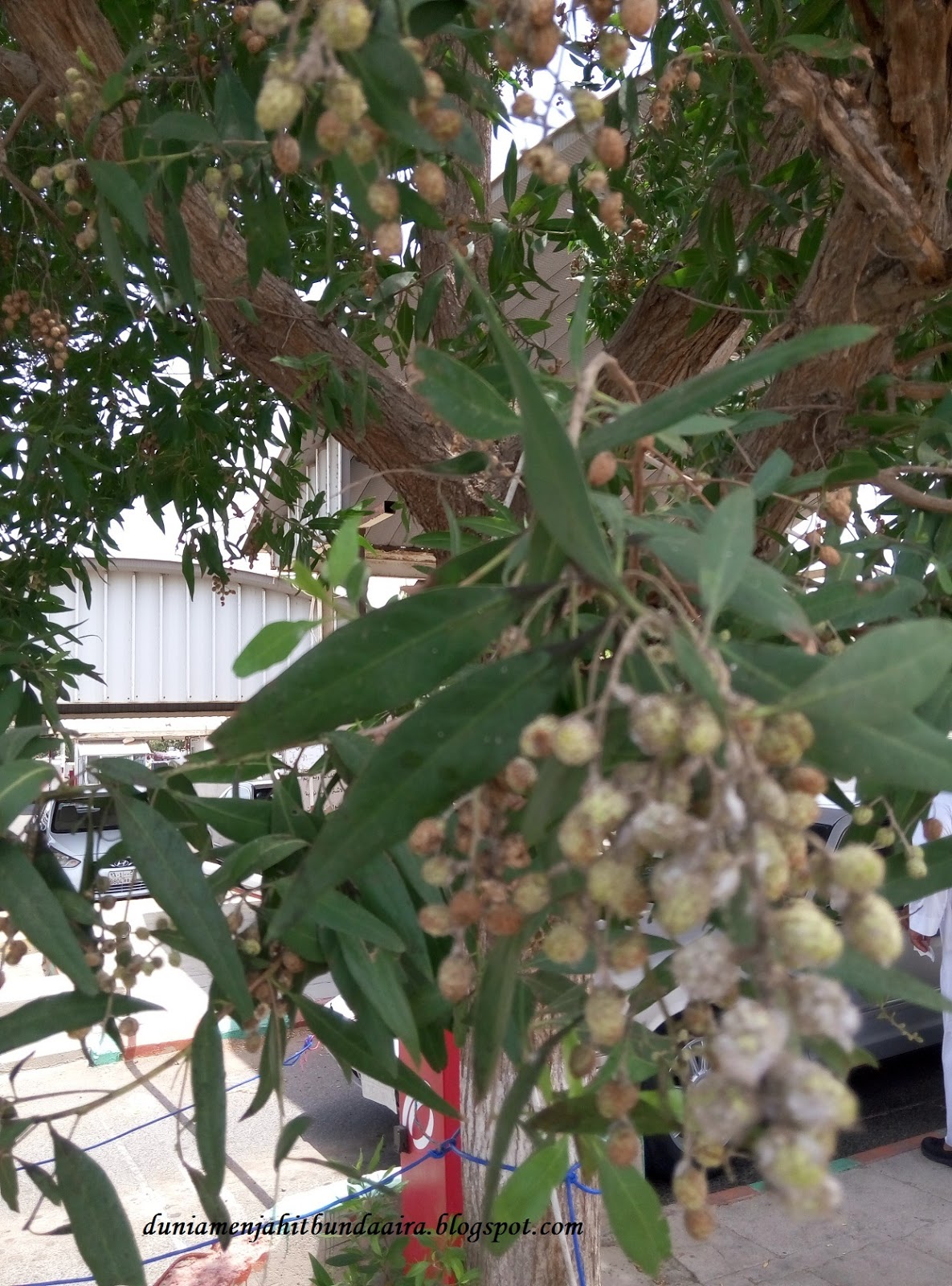 Dunia Menjahit Bunda Aira: Pohon Sukarno : Pohon Nomor Dua di Tanah ...