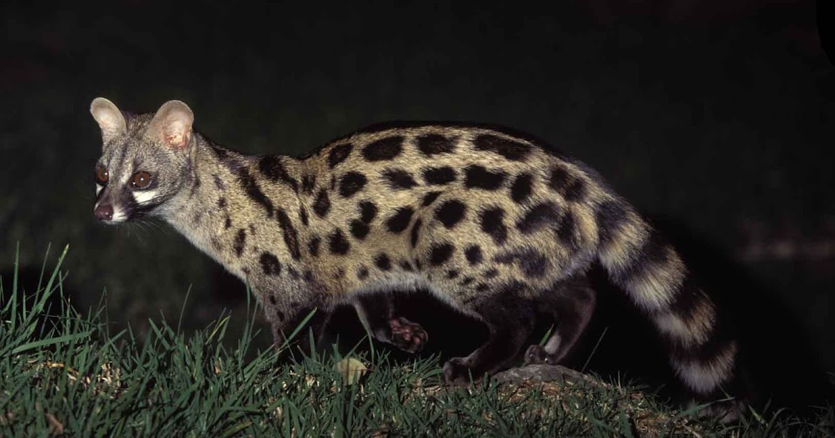 sociedadedosanimais.com.br/pesquise-e-conheça-um-pouco-sobre-os-animais ...