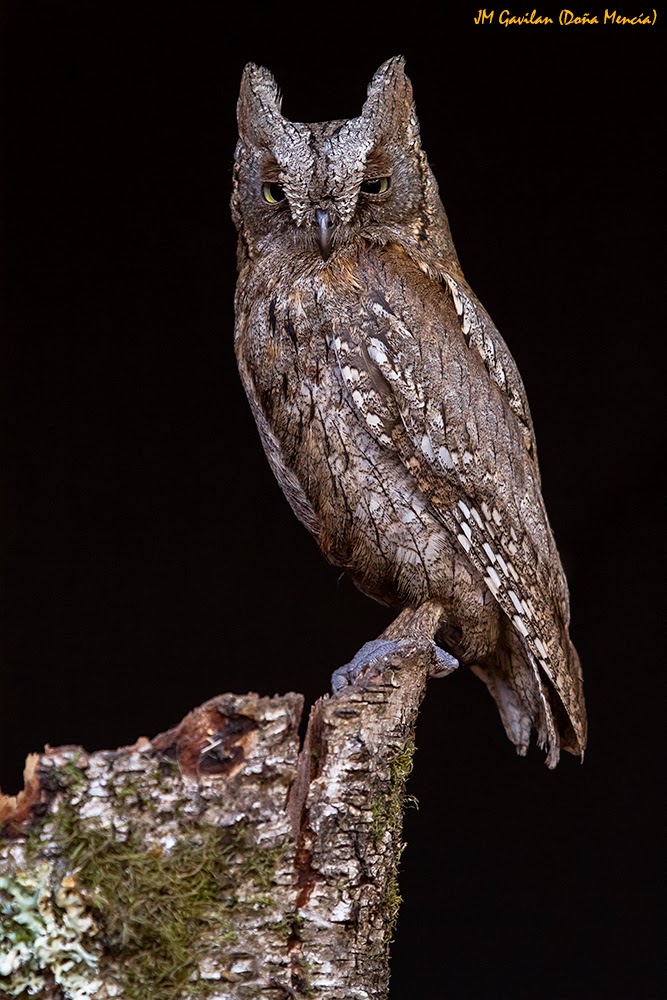 Fotografía de Naturaleza - JM Gavilán: Autillo europeo (Otus scops)