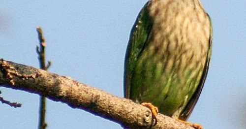 Lineated barbet | Birds of India | Bird World