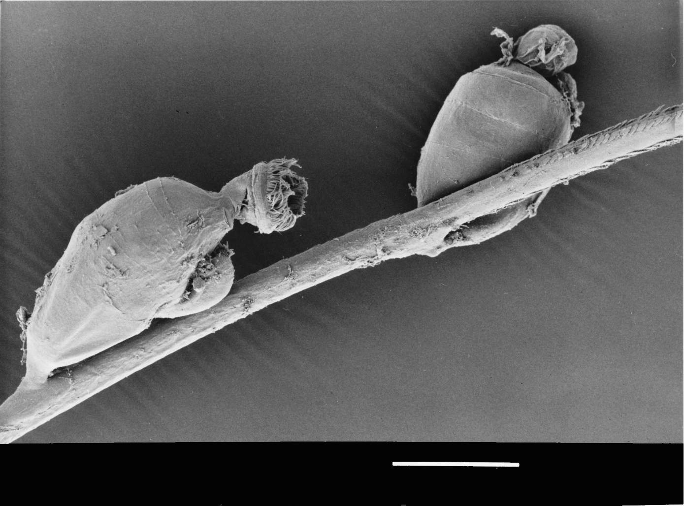 Real Monstrosities: Symbion