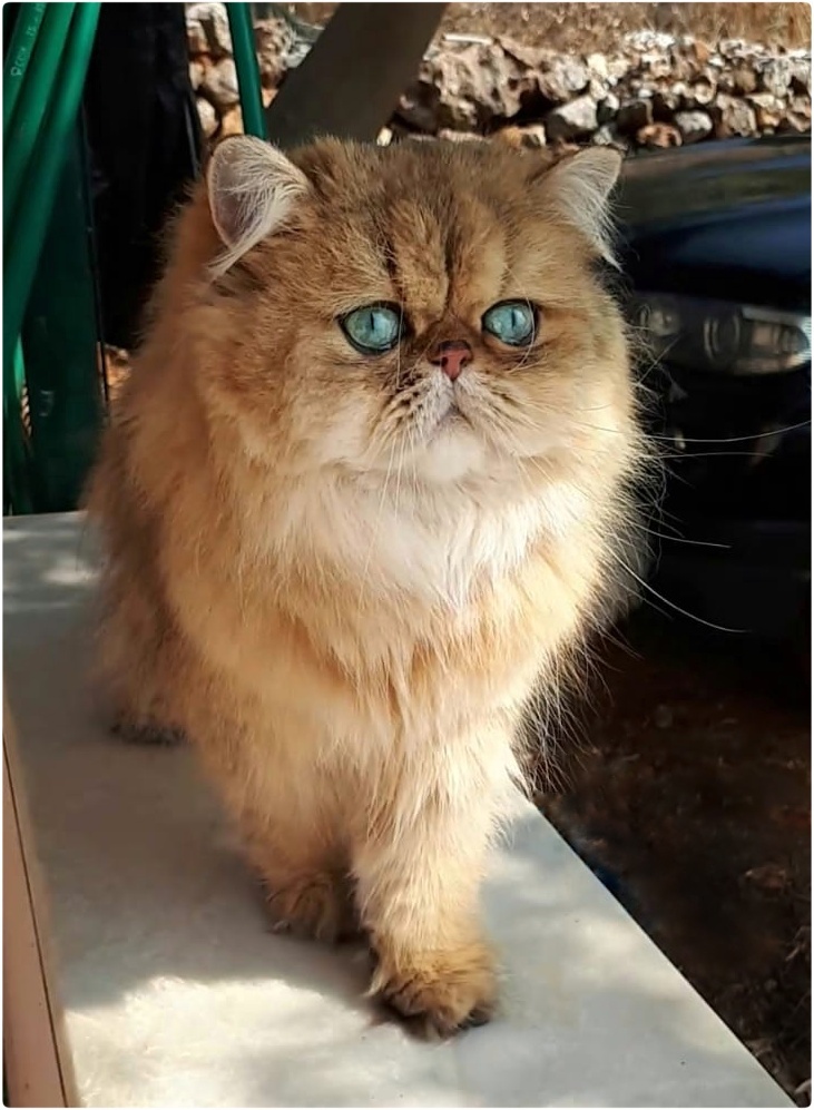 KELEVRA cattery: Females