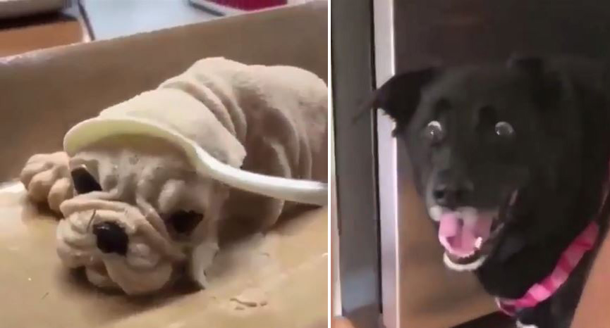 Funny Dog Reaction to Cutting Dog Cake Funny Dog Cake Compilation - AzzFeed