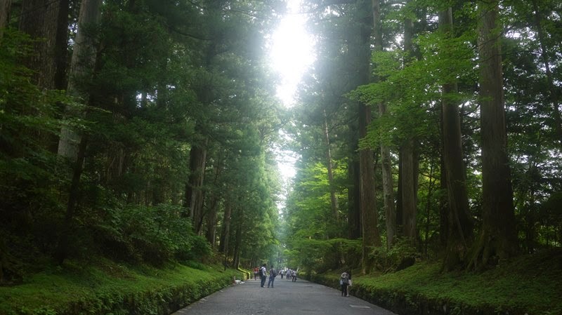 The longest tree-lined avenue in the world | Cedar Avenue of Nikkō, Japan