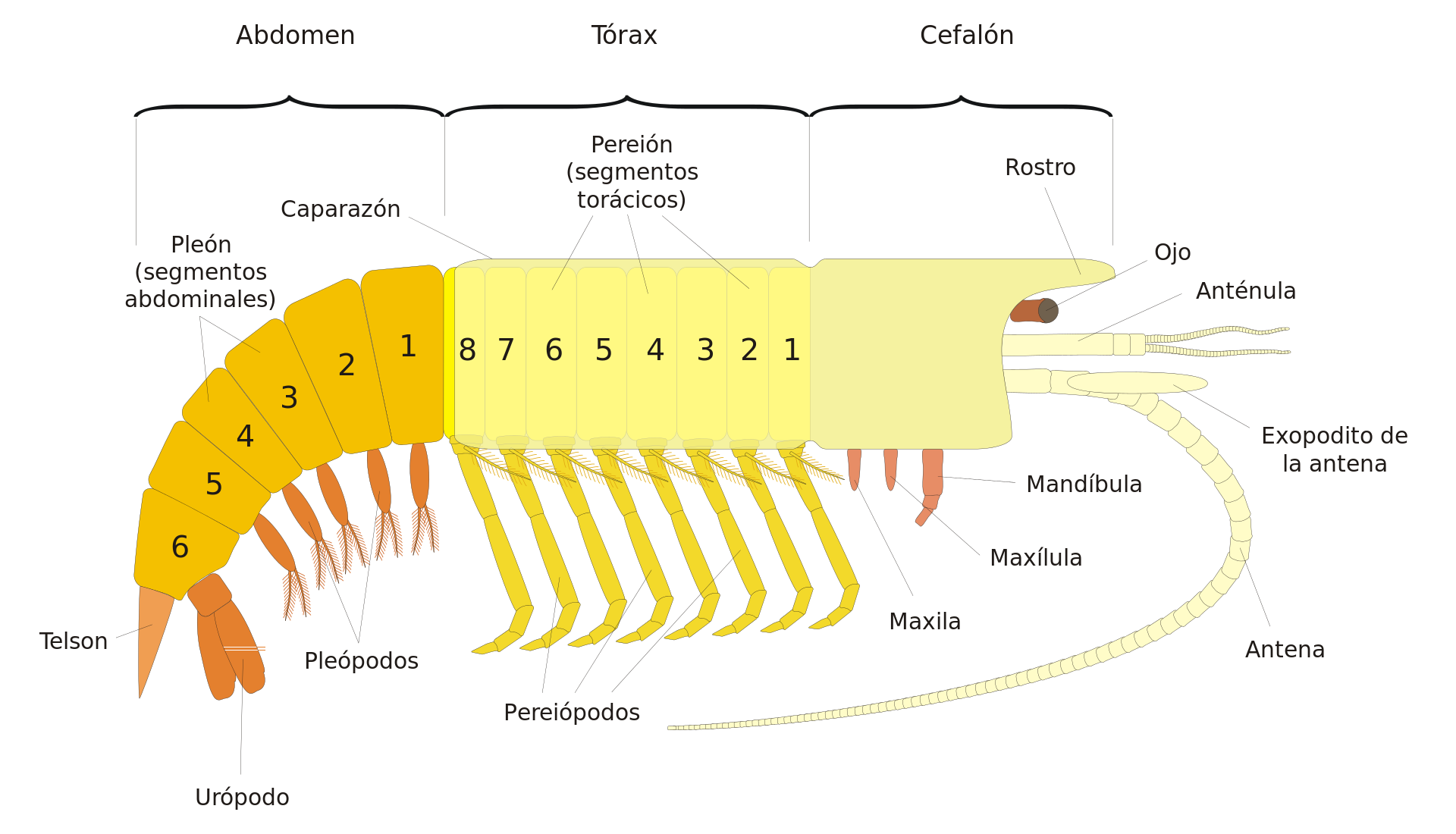 Crustáceos: conceptos básicos.