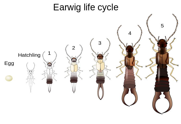 Idaho Growin': Earwigs are invading my garden