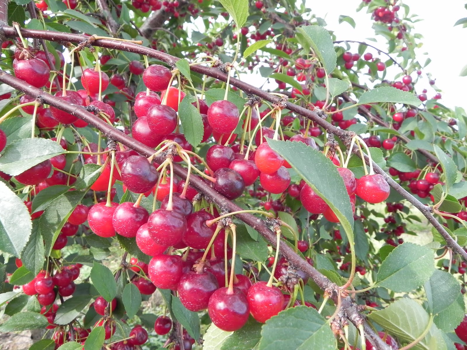 Yates Yummies: Lake Part II - The Cherry Capital of the World!