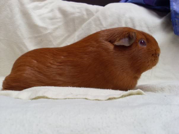 All Things Guinea Pig: Cavy Colours