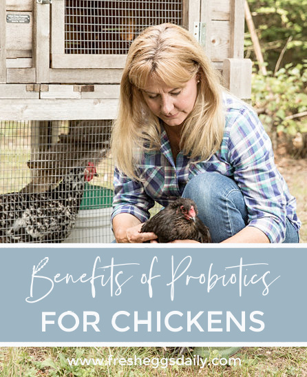 The Benefits of Probiotics for Chickens and other Poultry - Fresh Eggs ...