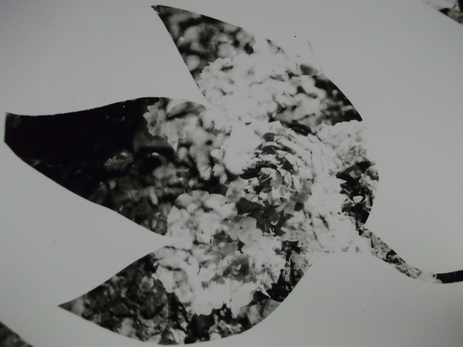 Imogen Lawrence Photography: Silhouette Cut Out - Sandwich Negatives In ...