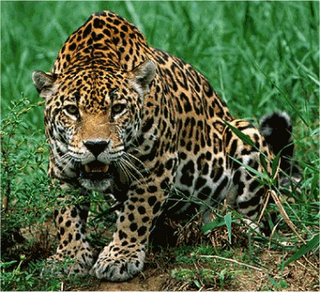Mundo Animal : Animales Endémicos de México