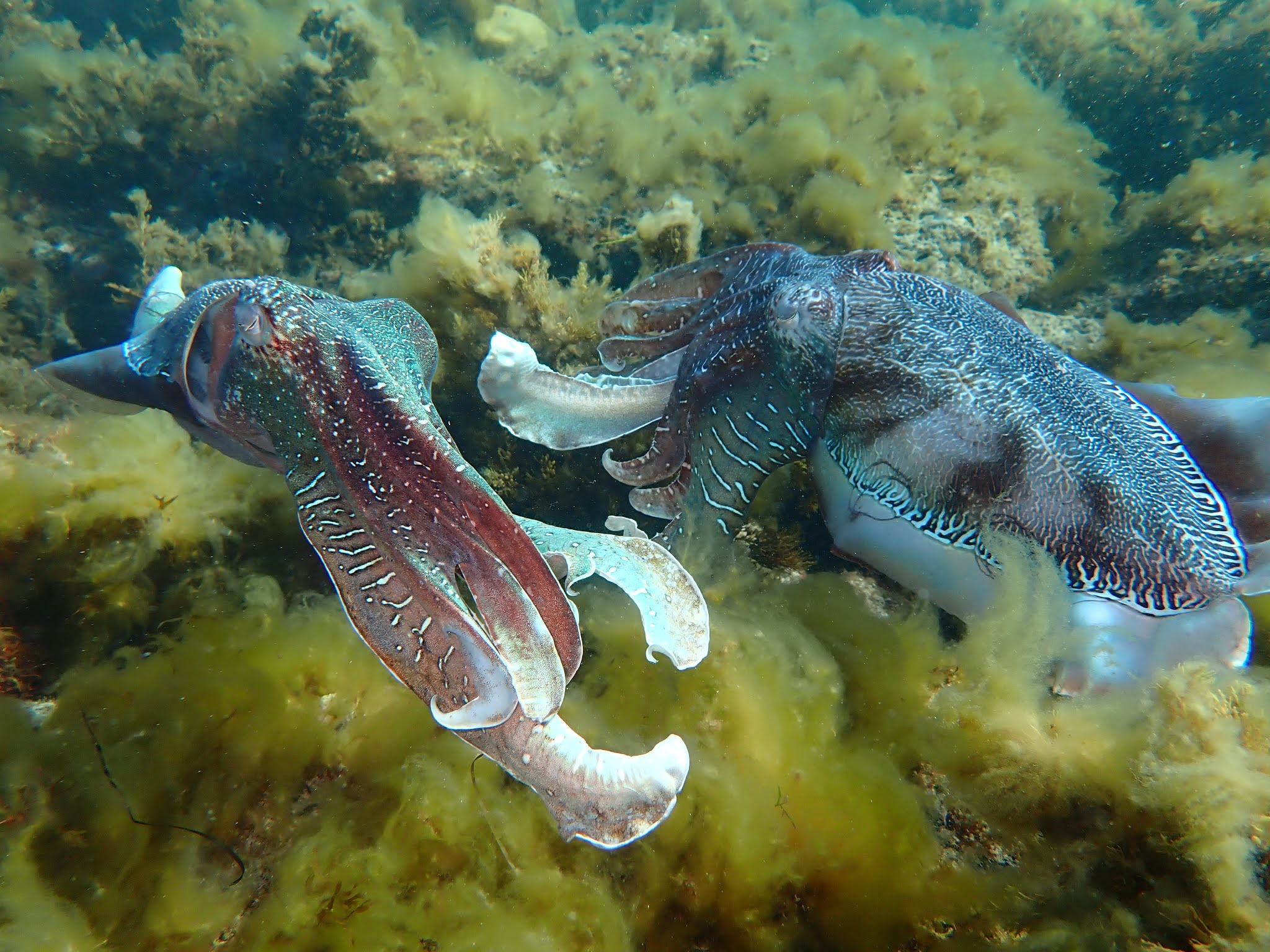 Beneath the waves at South Australia's giant cuttlefish marine spectacle